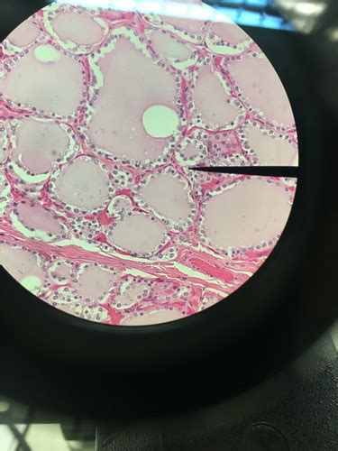 Lab Exam Cells Flashcards Quizlet