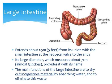 Digestive System Ppt Download