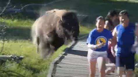 Uneducated Tourists Get Chased Nearly Killed By Angry Bison