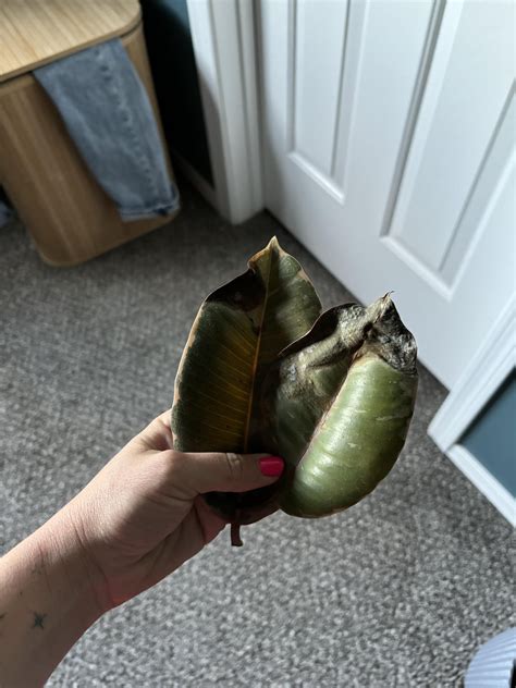 Still Sad Ruby Rubber Rplantclinic