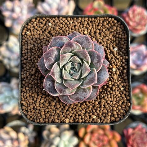 Echeveria Water Drop 1 Succulent Plant Cutting True Succulents