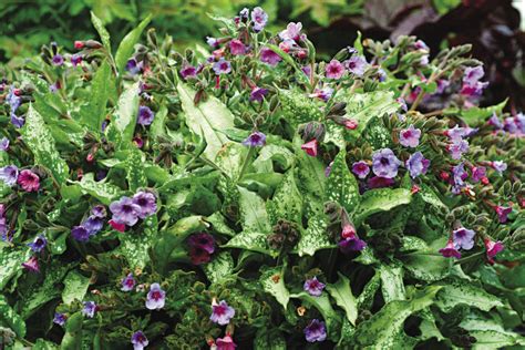 The Best Plants Only Better Fine Gardening