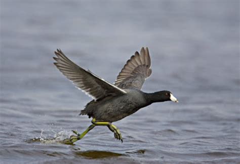 The American Coot Interesting Facts And Information Hubpages