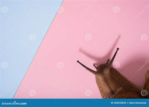 Giant Snail On Pink Background Royalty Free Stock Image Cartoondealer