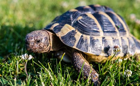 Tortue Espèces Habitat Mode De Vie