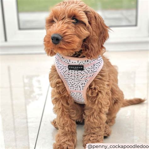 Cockapoo Beds Collars And Accessories Lords And Labradors