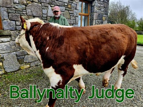 Wishing Nigel Owens Herd All The Best In Their First Hereford Show And Sale Tomorrow Great To