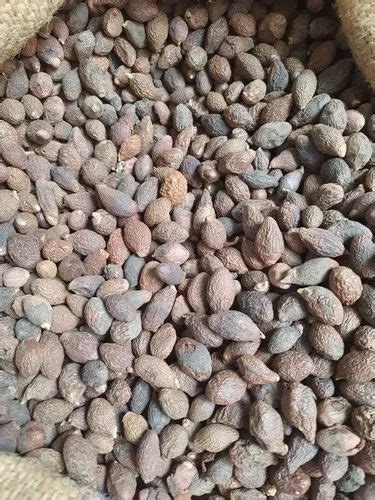 Niranjan Phal Seed At Rs 300 Kg Ahmedabad Id 25375989762