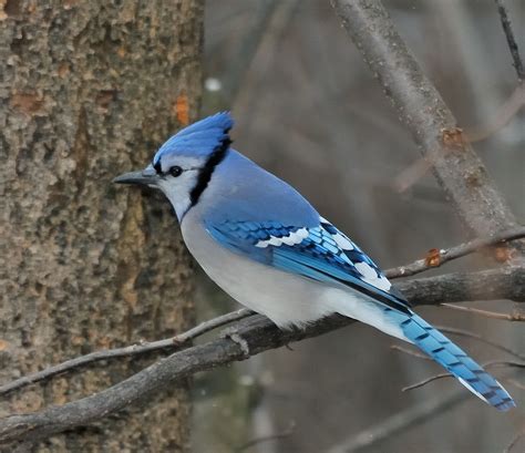 What Are Birds Saying With Their Crests Birdnote