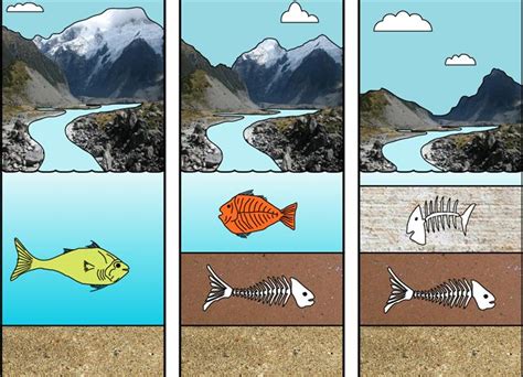 Em Que Condições Se Formam Os Fósseis Geologia Com Muito Gosto