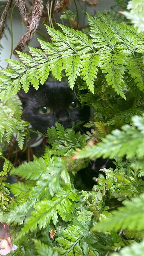 My First Black Cat R Blackcats