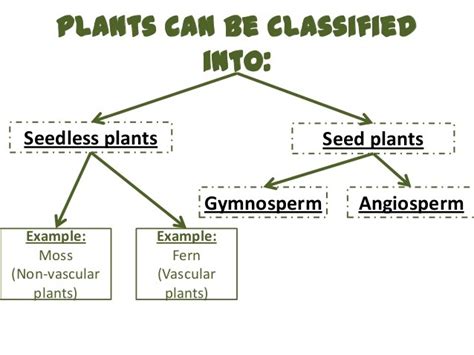 S5l1 Vocabulary Seeded And Seedless Plants Diagram Quizlet