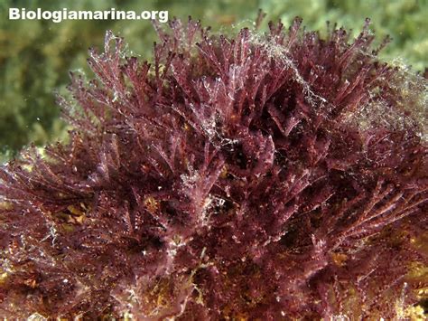 Bugula Neritina Biologia Marina Del Mediterraneo