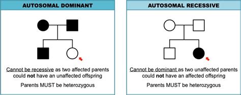 Pedigree Charts Vce Bioninja