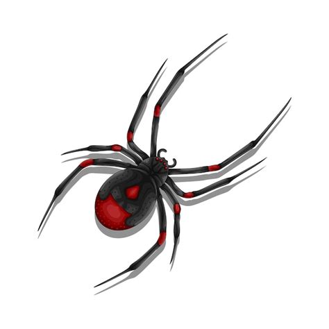 Premium Vector Illustration Of Spider