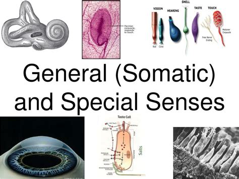 Somatic Senses Vs Special Senses Quizlet