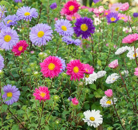 Callistephus Chinensis Tall China Mix Seedscape