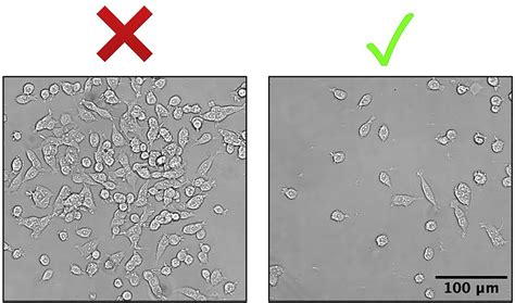 Cell Press Star Protocols