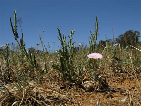 Pink Bindweed Grasslands