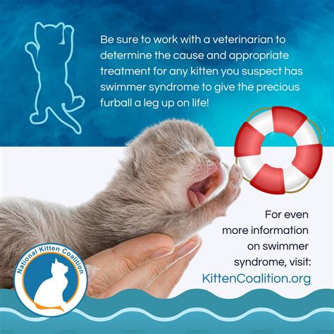 How To Help A Kitten With Swimmers Syndrome