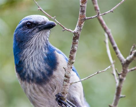 Florida Scrub Jay Audubon Field Guide