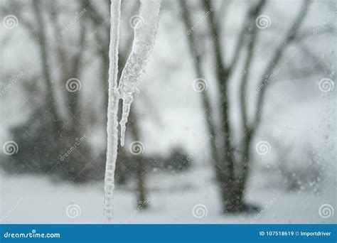 Icicles In Front Of The Trees Stock Image Image Of Season Frozen