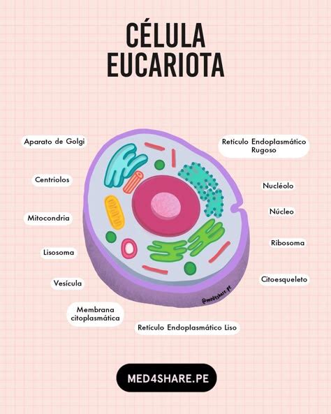 Celula Eucariota Dibujo