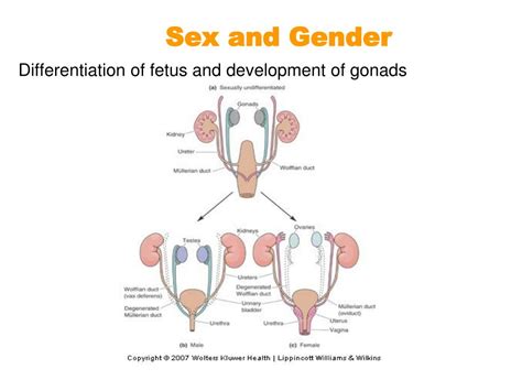 Ppt Topic 18 Sex And The Brain Lange Powerpoint Presentation Free Download Id 5101647