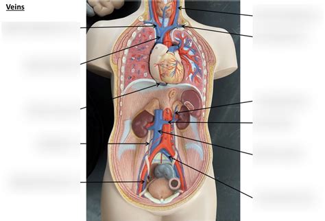 Human Ii Diagram Quizlet