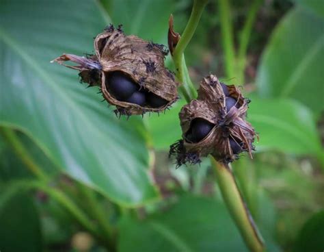 Canna Lily Seed Germination Results From Our Experiment