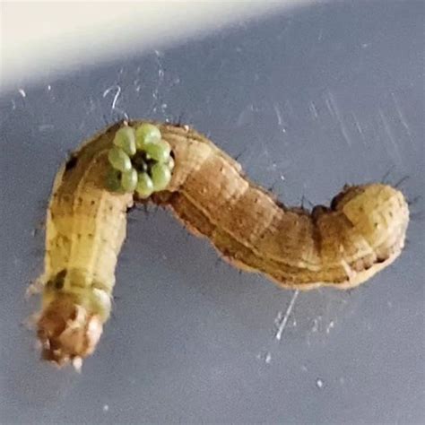 We Recently Inoculated Trichogramma For H Armigera With Some Great Results Sarir Ahmad Ph D