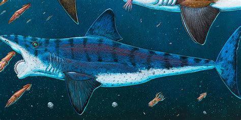 Buzzsaw Shark Helicoprion Helicoprion Fish Qtzt