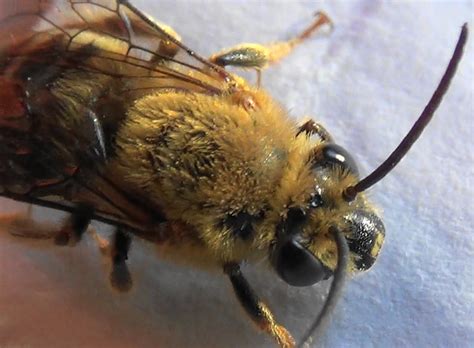 Mr Squash Bee 2 Of 3 Peponapis Pruinosa Bugguidenet