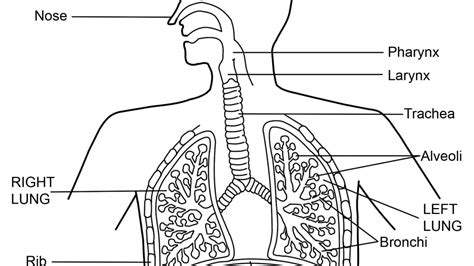 Human Respiratory System Model Labeled