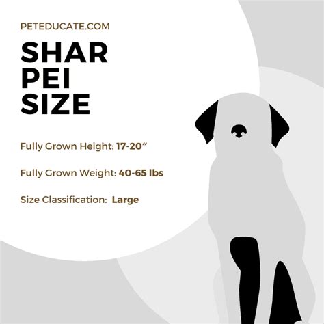 How Big Do Shar Pei Get Average Height Weight And Size Guide