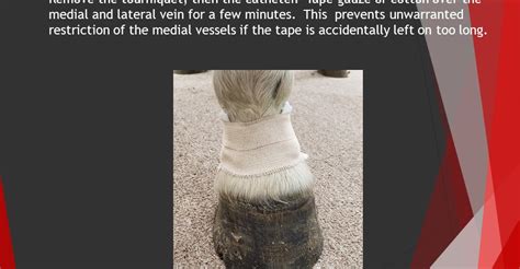 Equine Digital Venogram By Ric Redden Dvm