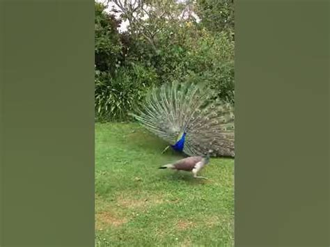 Peacock Mating Dance Youtube