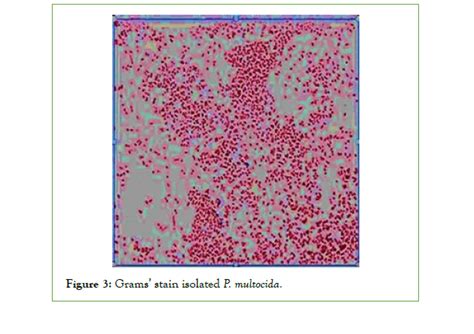 Isolation Identification And Molecular Characterization Of Pasteurella