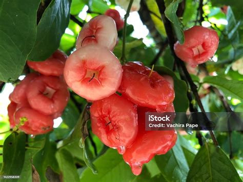 Red Rose Apples On The Tree Asian Tropical Fruit With Raindrops And