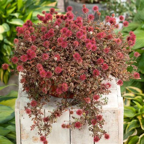 Planting Instructions For Acaena Seeds