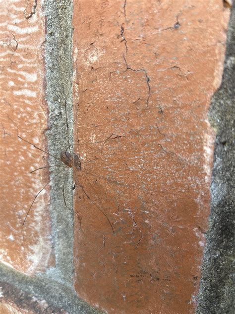 Ok That Looks Freaky What Are They R Spiders