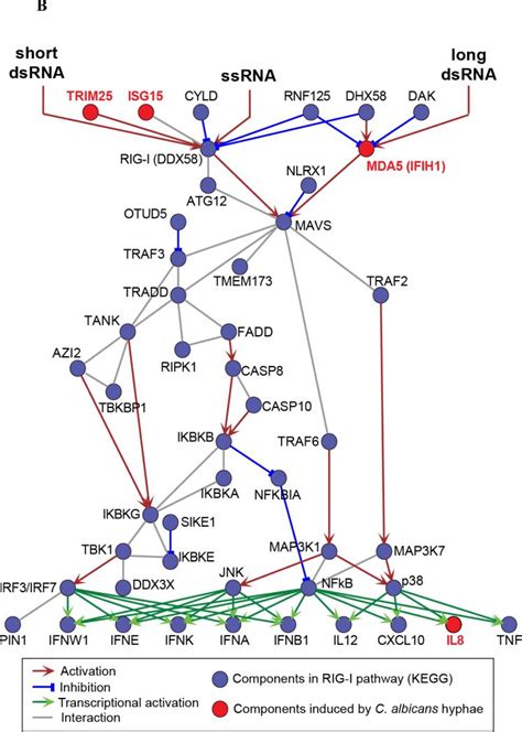 The Rig I Like Helicase Receptor Mda5 Ifih1 Is Involved In The Host