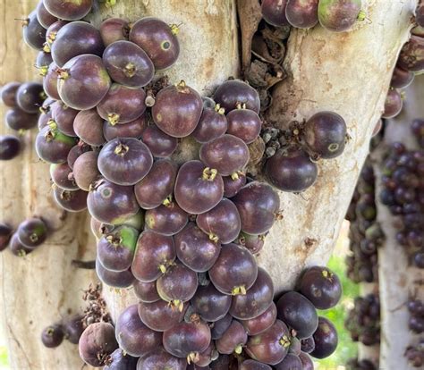 Plinia Sp Blue Velvet Jaboticaba Seeds