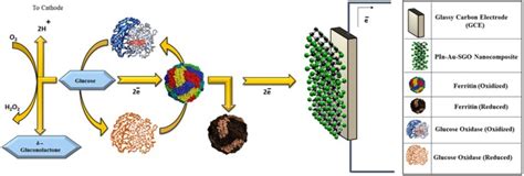 Electrocatalytic Performance Of Chemically Synthesized Pin Au Sgo