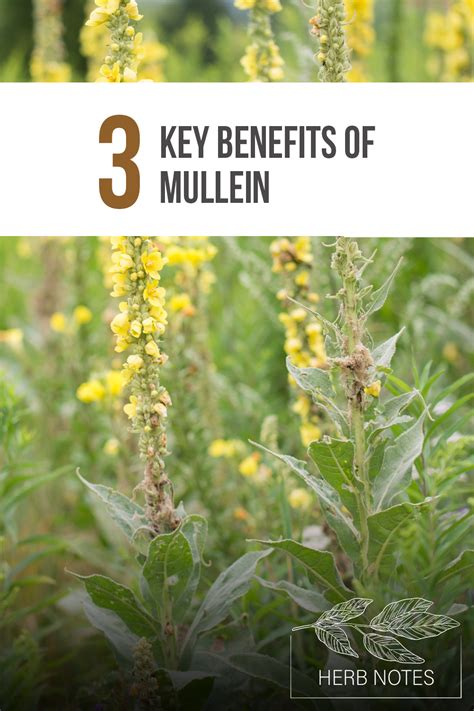 Herb Notes The Benefits Of Mullein