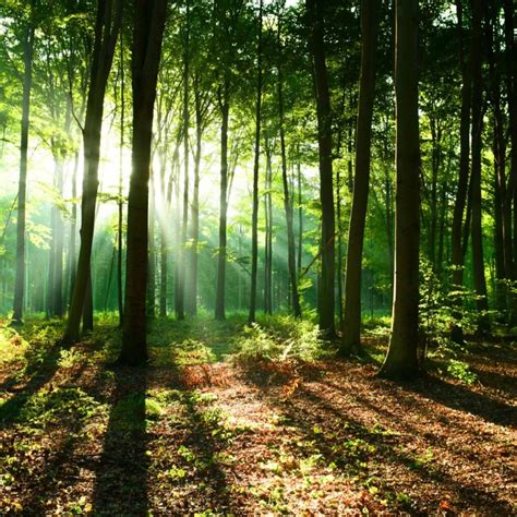 Avis De Décès De Monsieur Thierry Demeulenaere Pompes Funèbres Carré