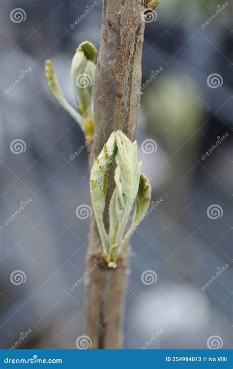 Sorb Tree Stock Image Image Of Spring Sorb Domestica 254984013