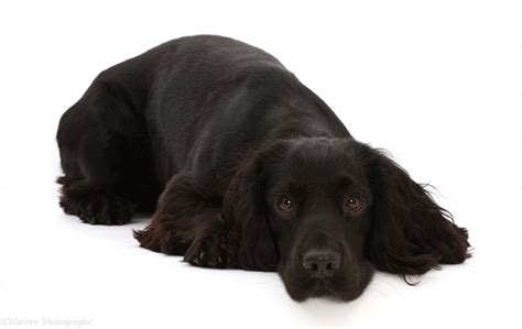 Dog Black Cocker Spaniel Lying With Chin On The Floor Photo Wp50174