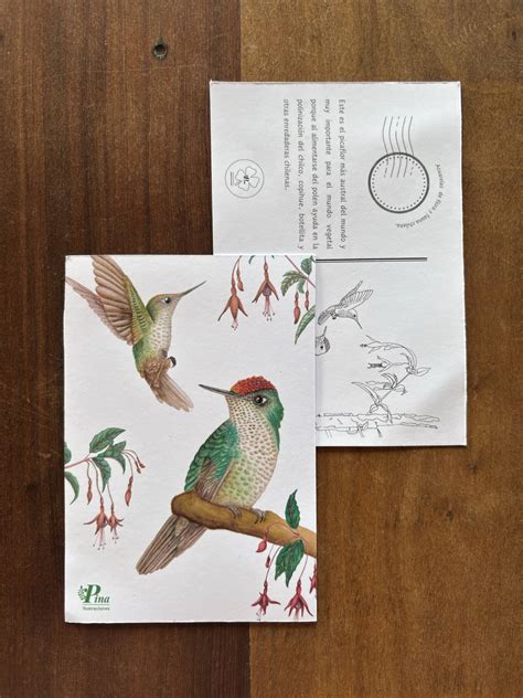 Postal Picaflor Chico Pina Ilustraciones