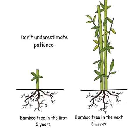 Dejene Taye On Linkedin ቀርቀሃ በተተከለ 5 ዓመት ውስጥ ምንም እድገት አያሳይም፤ አያመጣም፤ አይታይም። በዚህ ሂደት ግን መሰረቱን በደንብ